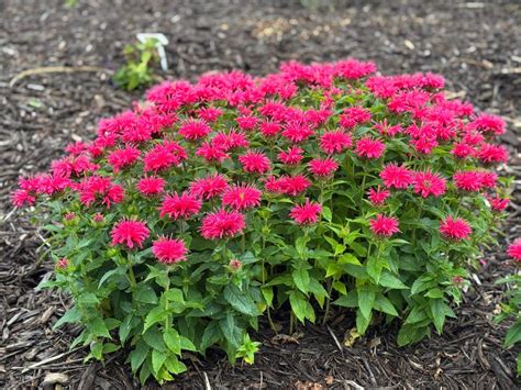 Bee Balm Monarda Didyma Balmy™ Rose From Growing Colors