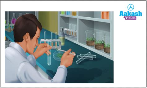 Tissue Culture Definition Steps Applications And Micropropagation Aesl