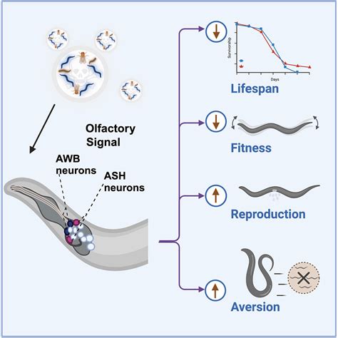 Modulation Of C Elegans Behavior Fitness And Lifespan By Awbash