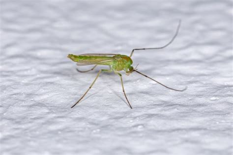 Different Types Of Gnats