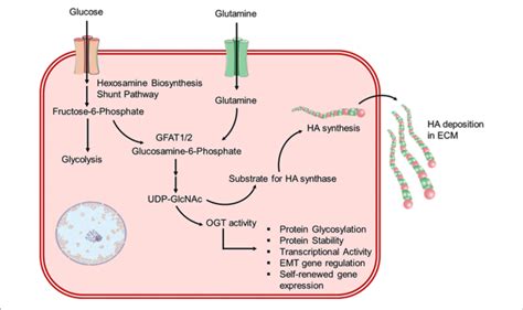 Schematic For Overactivated Hexosamine Biosynthesis Pathway Hbp In