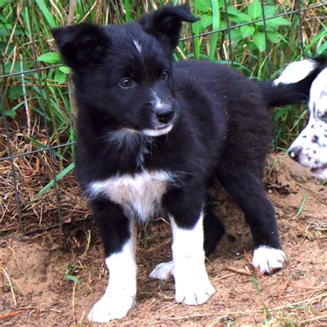 Tedplay Rising Sun Farm