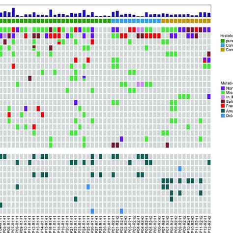Summary Of Gene Mutations In Combined Small Cell Lung Cancer Csclc Download Scientific