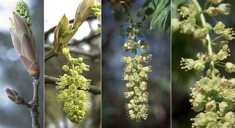 Acer Macrophyllum Landscape Plants Oregon State University