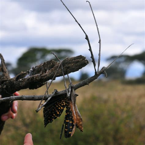 Encounters In East Africa The Longest Insect In The World