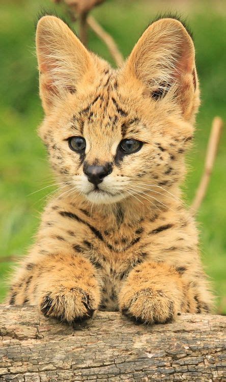 Serval Kitten Artofit