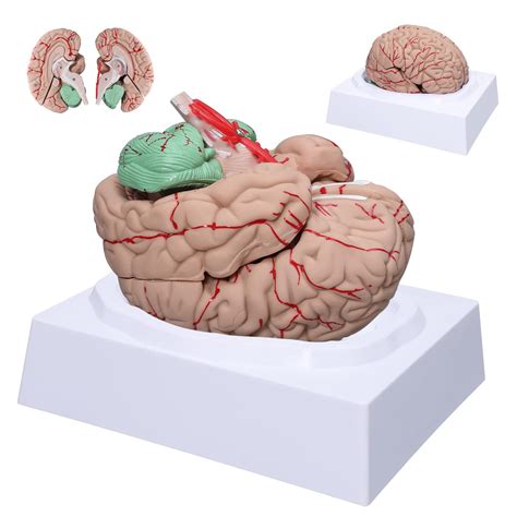 Human Brain Model 8 Part Neuroscience Brain Model With Arteries Desertcart Antigua And Barbuda
