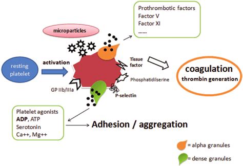 Role Of Platelet Abnormalities In Mpn Associated Thrombophilia Many Download Scientific