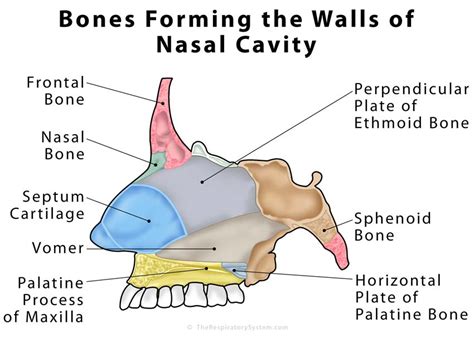 Is The Nose Bone At Samuel Goggins Blog
