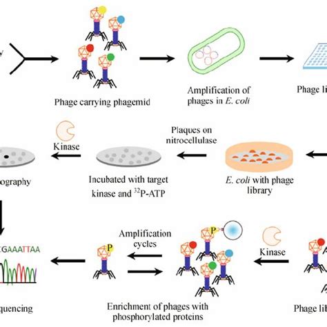 Kinase Assay Based On Protein Array Or Peptide Array Protein Peptide Download Scientific