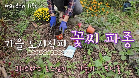 노지 정원에 가을 파종한 꽃씨 크리스마스 로즈 심기 가을비와 모닥불 Youtube