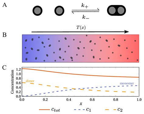 A Schematic Reaction Scheme Of Dimer Formation B Pictorial