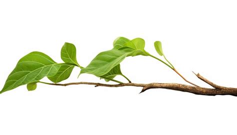 Premium Ai Image Leaf Stem Root Elevation Side View