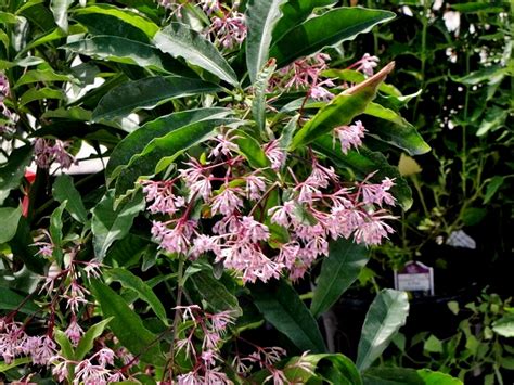 Ardisia Mystique Black Olive East Nursery