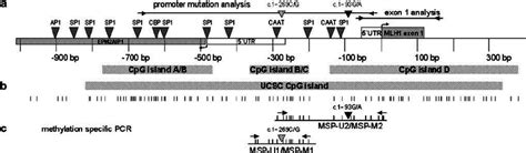 Mlh1 Gene Mutation Management Lynch Like Syndrome Potential