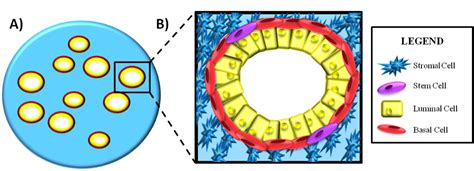 A Psa For Prostate Cancer Stem Cells Signals Blog