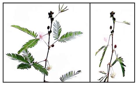 Makahiya Plant Showing The Nodules Of The Roots