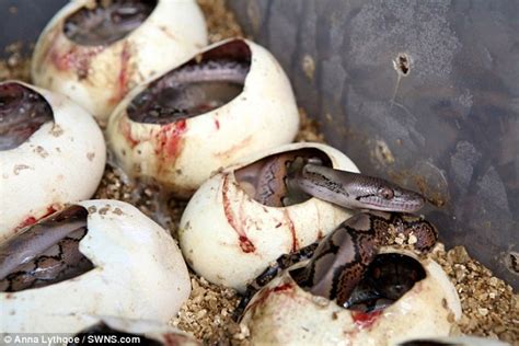 Python Saffron Gives Birth To A Brood Of 62 Twice The Usual Offspring