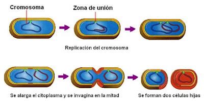 Ciencias Biologicas Celulas Procariotas