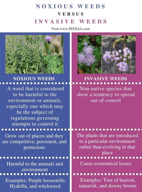 What Is The Difference Between Noxious And Invasive Weeds Pediaacom