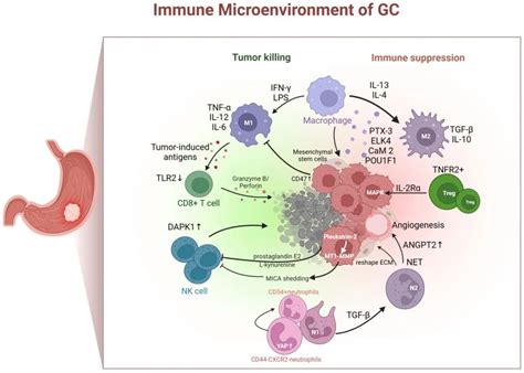 Himanshu Mishra On Linkedin Research Progress On The Immune Microenvironment And Immunotherapy In