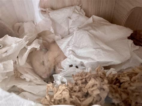 Tiny Timmy All Tucked In And Dreaming Of Treats Rhamsters