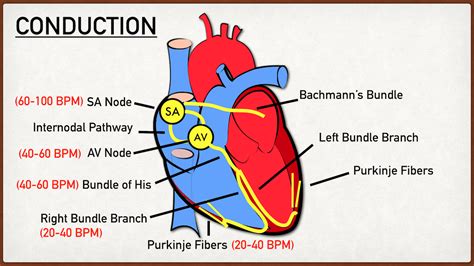 Conduction System Of The Heart Step By Step Labeled Diagram And