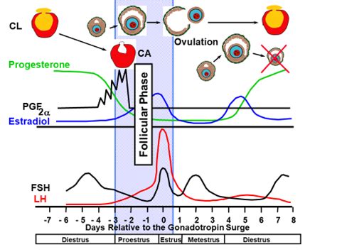 Phases Of The Estrous Cycle Epashupalan