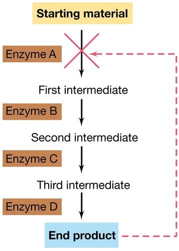 Biol 326 Ch 5 Flashcards Quizlet