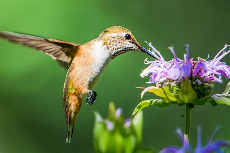 Bird Pollination