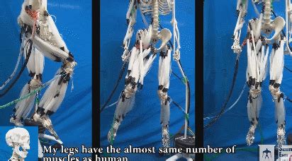 Musculoskeletal Robot Driven By Multifilament Muscles Robotic Gizmos