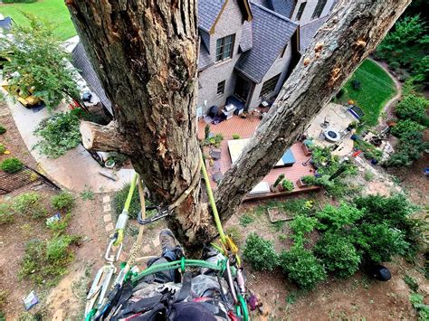 Concerns Tree Risk Assessment Green Leaf Tree Services