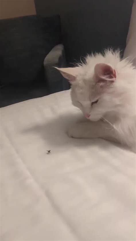 The Lightning Fast Reflexes Of A True Predator Album On Imgur