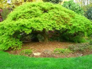 42 Best Trees With Multiple Trunks Images On Pinterest Flowering Trees Crepe Myrtle