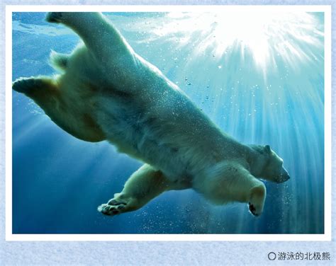 走近北极熊与因纽特人，看看如何绝地求生？