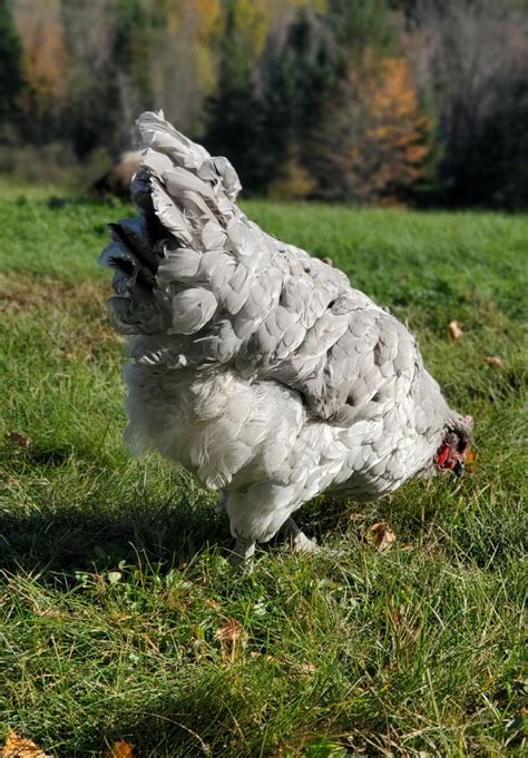 Gapeworm Earthworms Backyard Chickens Fresh Eggs Daily® With Lisa Steele