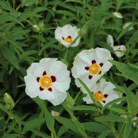 Rock Rose Alan Fradd Garden Express