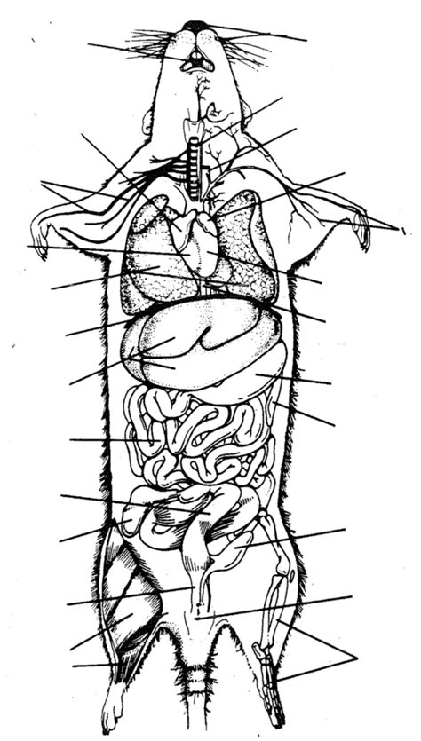 Rat Diagram Diagram Quizlet