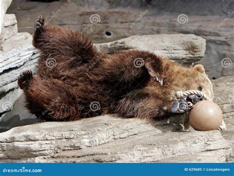 Grizzly Bear Having Fun With Ball Stock Image Image Of Environment Frolic 629685