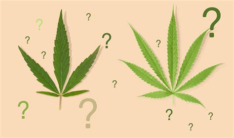 Indica Vs Sativa Vs Hybrid Understanding The Differences Flora Terra
