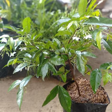 Gambar Bunga Anting Putri 54 Koleksi Gambar