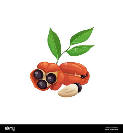 Ackee Exotic Tropical Fruit With Leaf Isolated Vector Achee Ackee