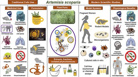 Artemisia Medicinal Uses