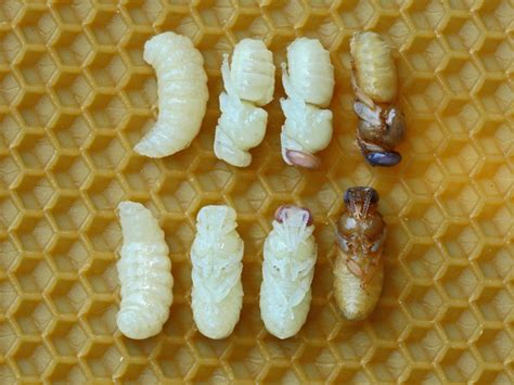 The Life Cycle Of The Honey Bee Raw Artisan Honey Shop