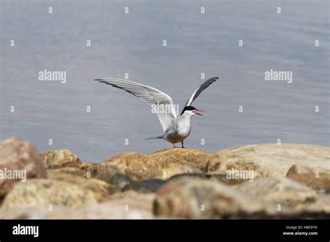 Arctic Tern Sterna Paradisaea Tentatively Sitting On A Rock With