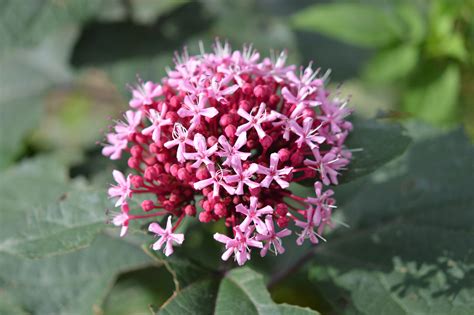 Clerodendrum Bungei Eflora Of India