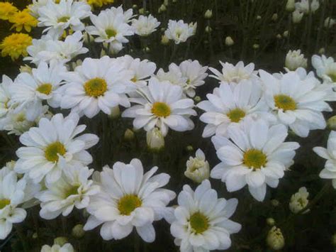 Terindah Keterangan Bunga Aster Putih