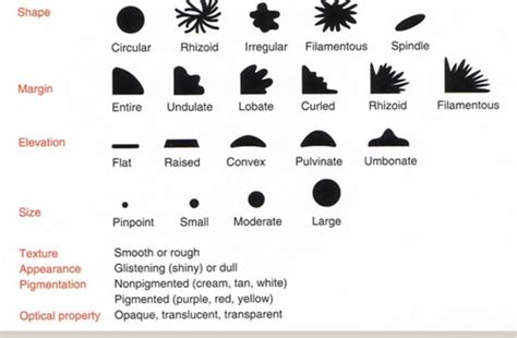 Wk 9 Bacteria Structure Growth And Taxonomy Flashcards Quizlet
