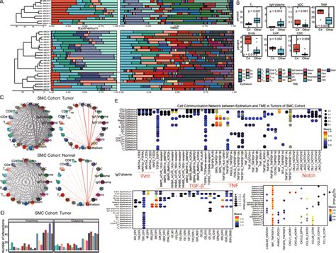 Dynamic Interactions Between The Ec And Mc In The Smc Cohort A