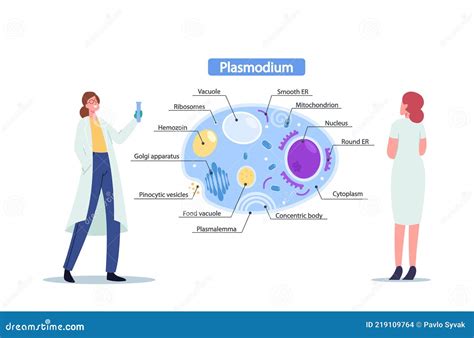 Diagram Of Plasmodium Merozoites Structure Cartoon Vector 122366659